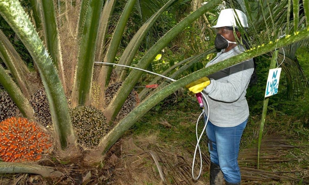 EL DESARROLLO DEL CULTIVO DE LA PALMA AFRICANA O ACEITE DE PALMA, SE ...